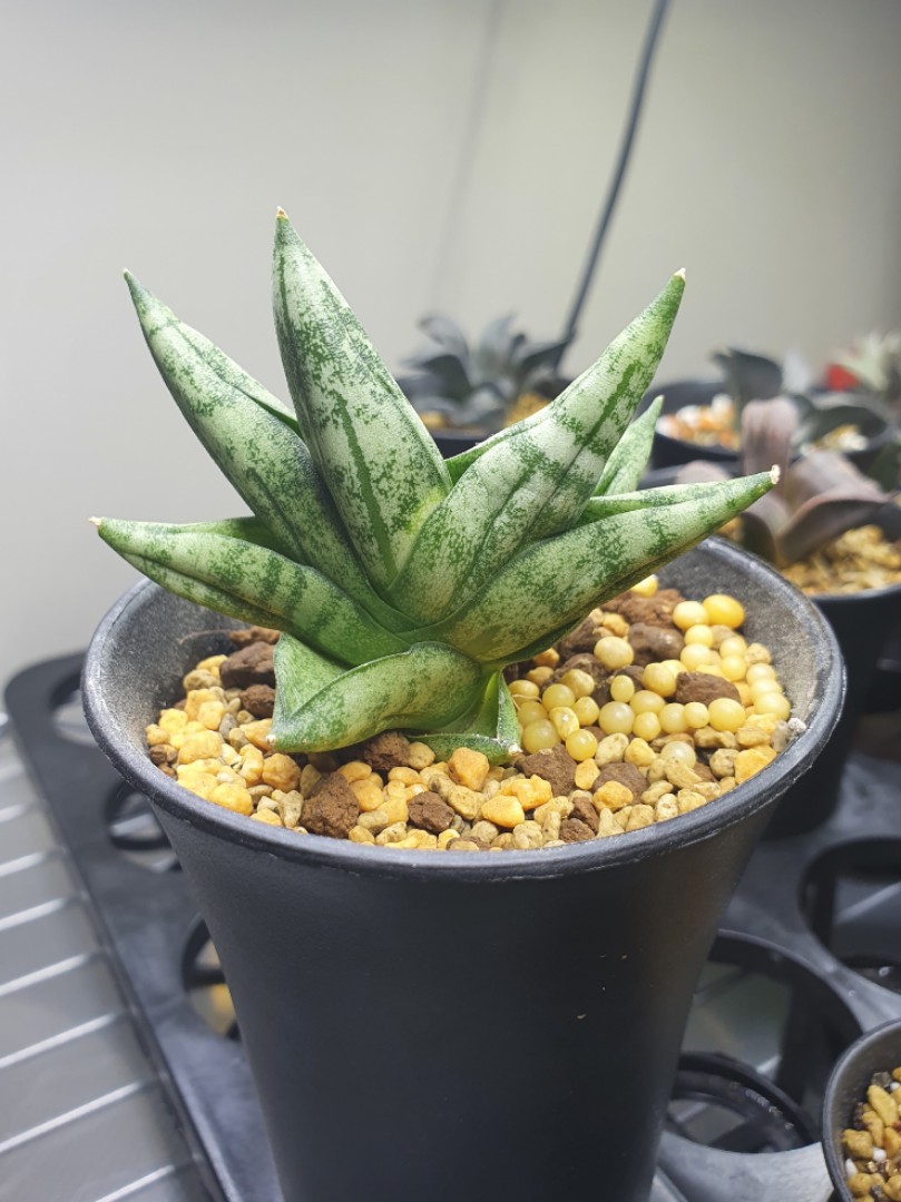 Sansevieria Boncel Mini (aka Bonji), Furniture & Home Living, Gardening ...