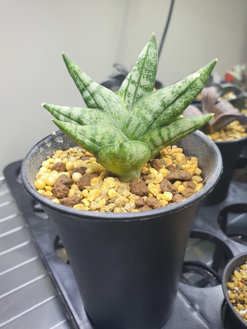 Sansevieria Boncel Mini (aka Bonji), Furniture & Home Living, Gardening ...