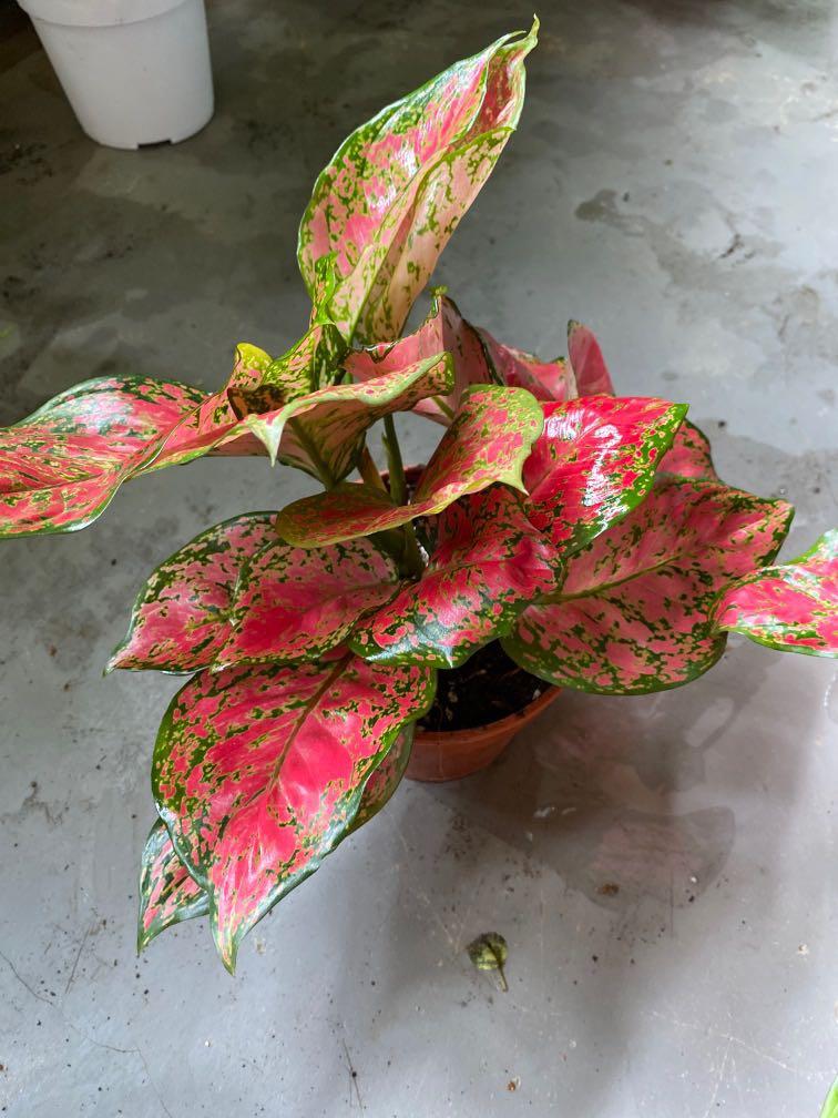 Aglaonema Red Ruby (3stems), Furniture & Home Living, Gardening, Plants ...