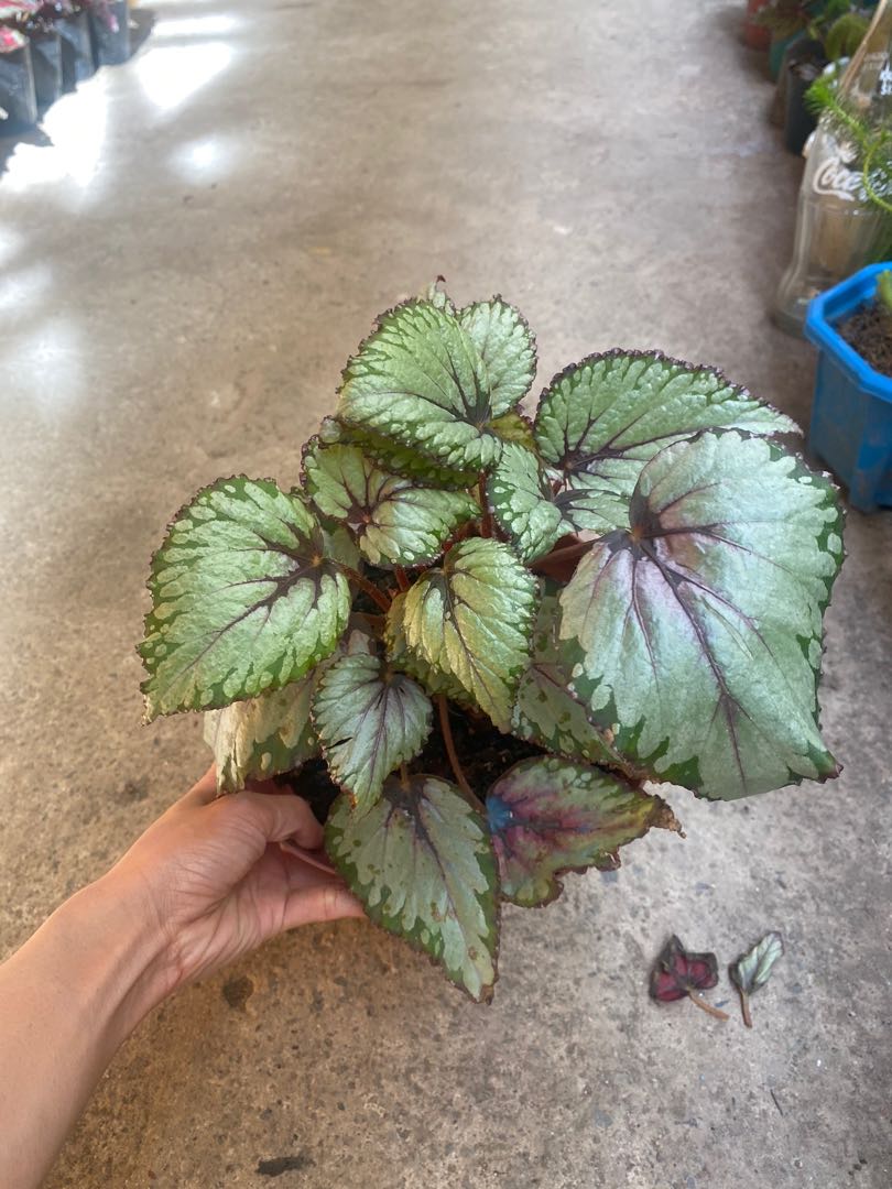 begonia rex salsa, Furniture & Home Living, Gardening, Plants & Seeds ...