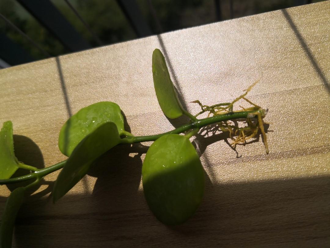Hoya Biakensis Splash, Furniture & Home Living, Gardening, Plants ...