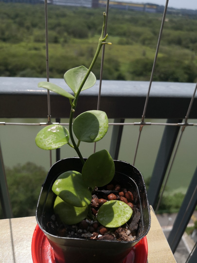 Hoya Biakensis Splash, Furniture & Home Living, Gardening, Plants ...