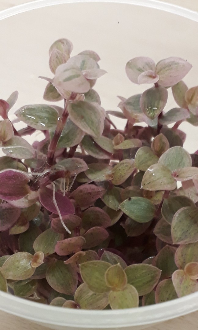 Callisia Repens Pink Lady Rooted Cuttings, Furniture & Home Living ...