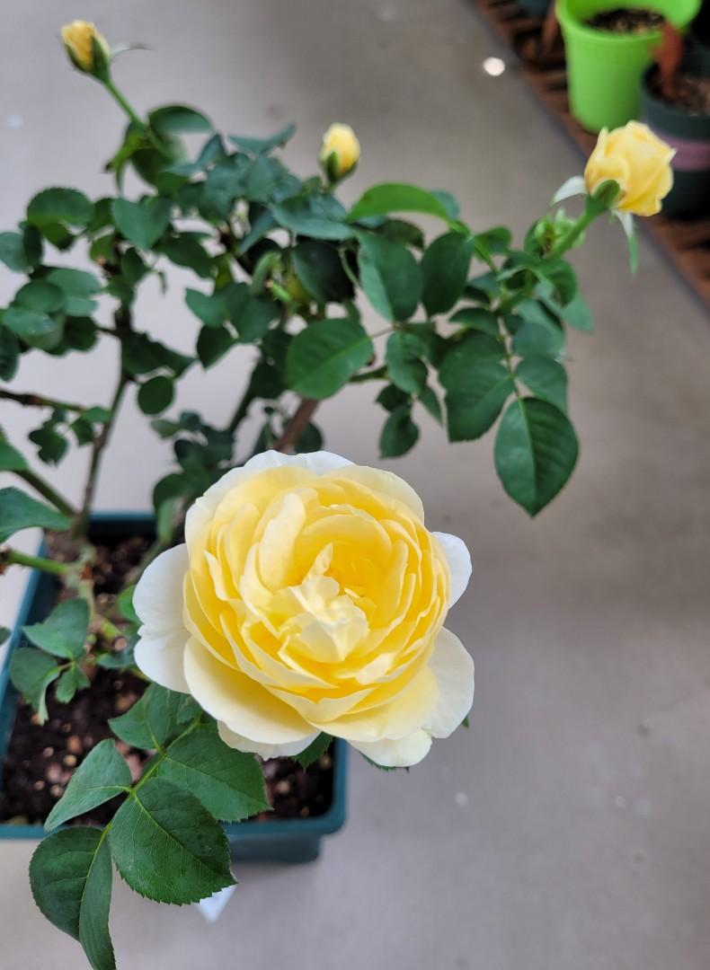 Juliet(David Austin) own roots rose plant, Furniture & Home Living ...