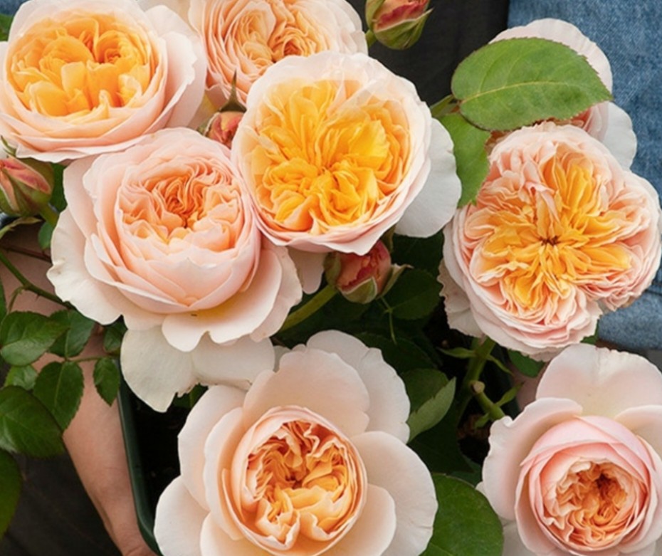Juliet(David Austin) own roots rose plant, Furniture & Home Living ...
