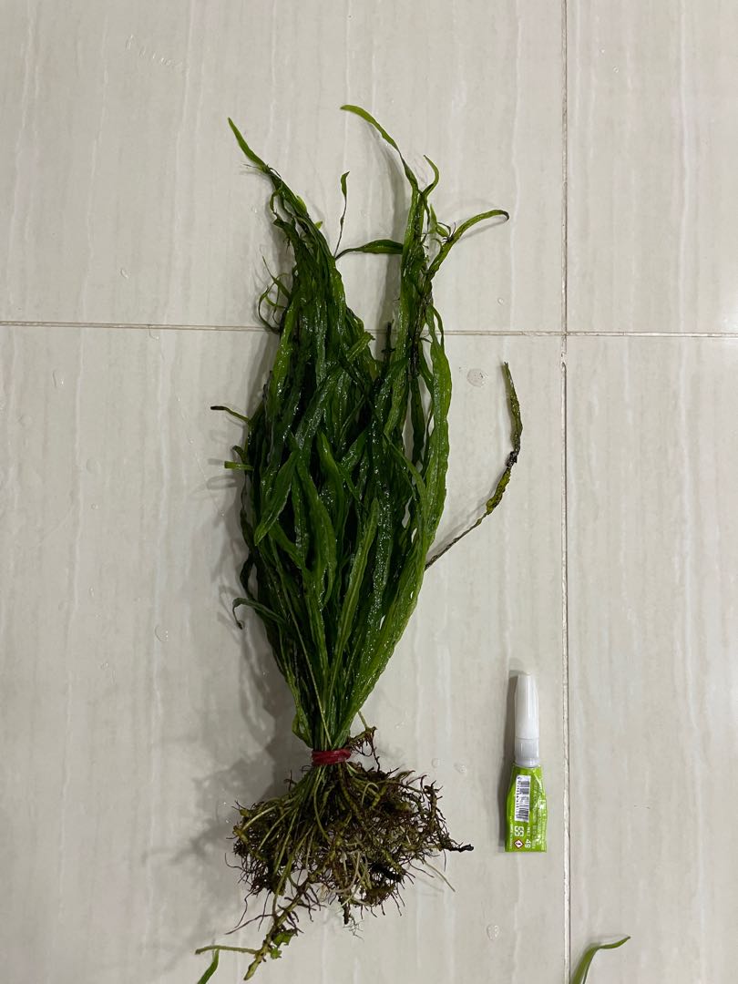 Needle fern, Furniture & Home Living, Gardening, Plants & Seeds on ...