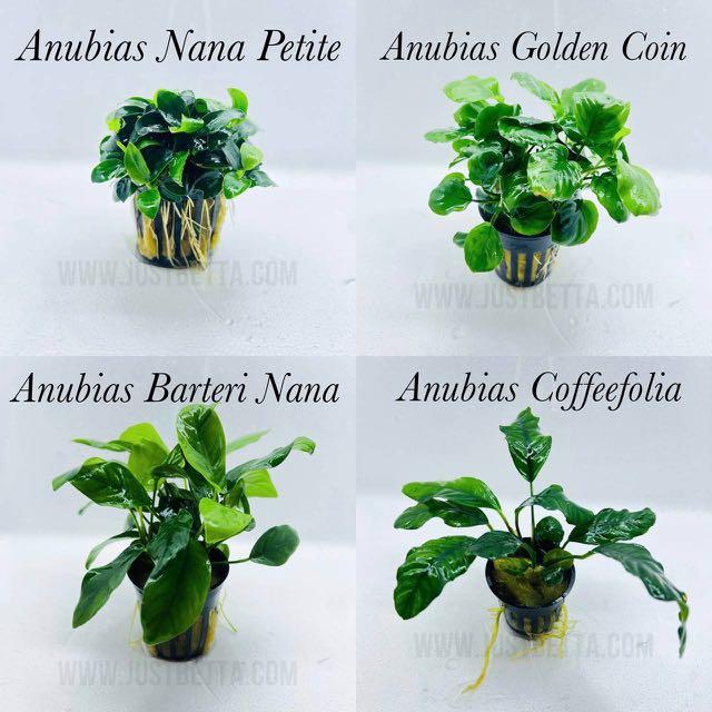 Aquatic Plant (Anubias Nana, Java Fern, Bucephalandra, Moss Ball ...