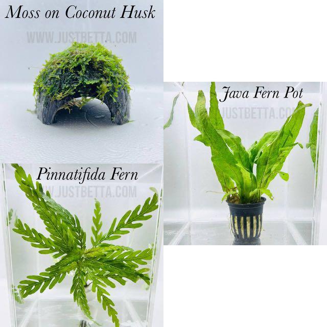 Aquatic Plant (Anubias Nana, Java Fern, Bucephalandra, Moss Ball ...