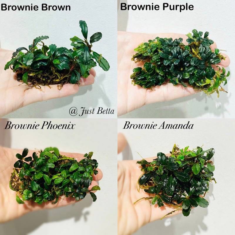 Bucephalandra (Buce) - Aquatic Plant, Furniture & Home Living ...