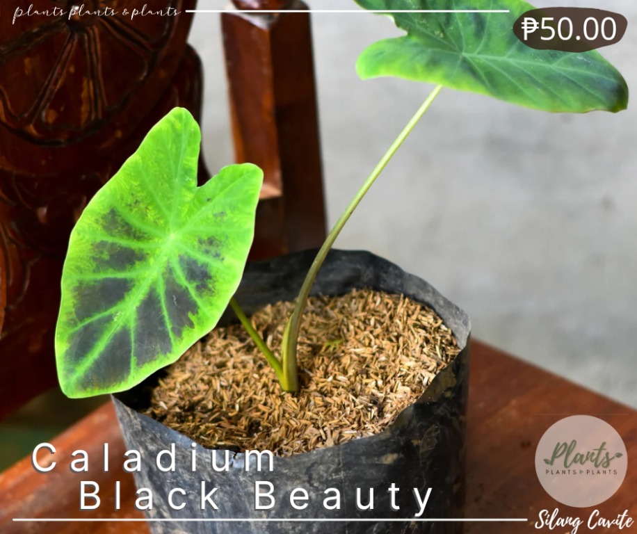 Caladium Black Beauty, Furniture & Home Living, Gardening, Plants ...