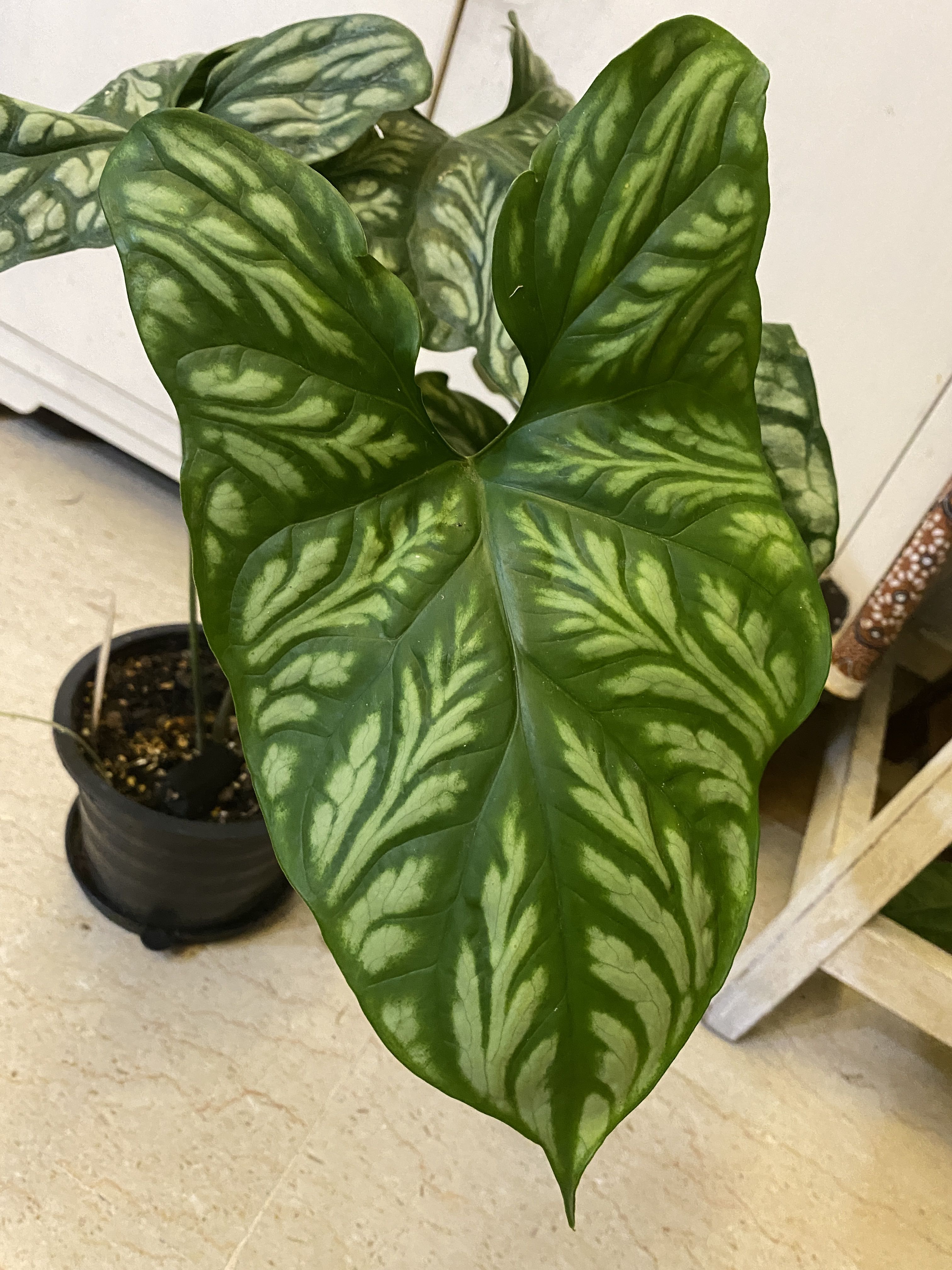 Cercestis Mirabilis (CM04-457i0), Furniture & Home Living, Gardening ...