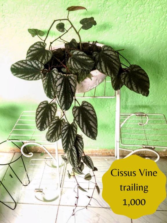 Cissus Vine trailing, Furniture & Home Living, Gardening, Plants ...