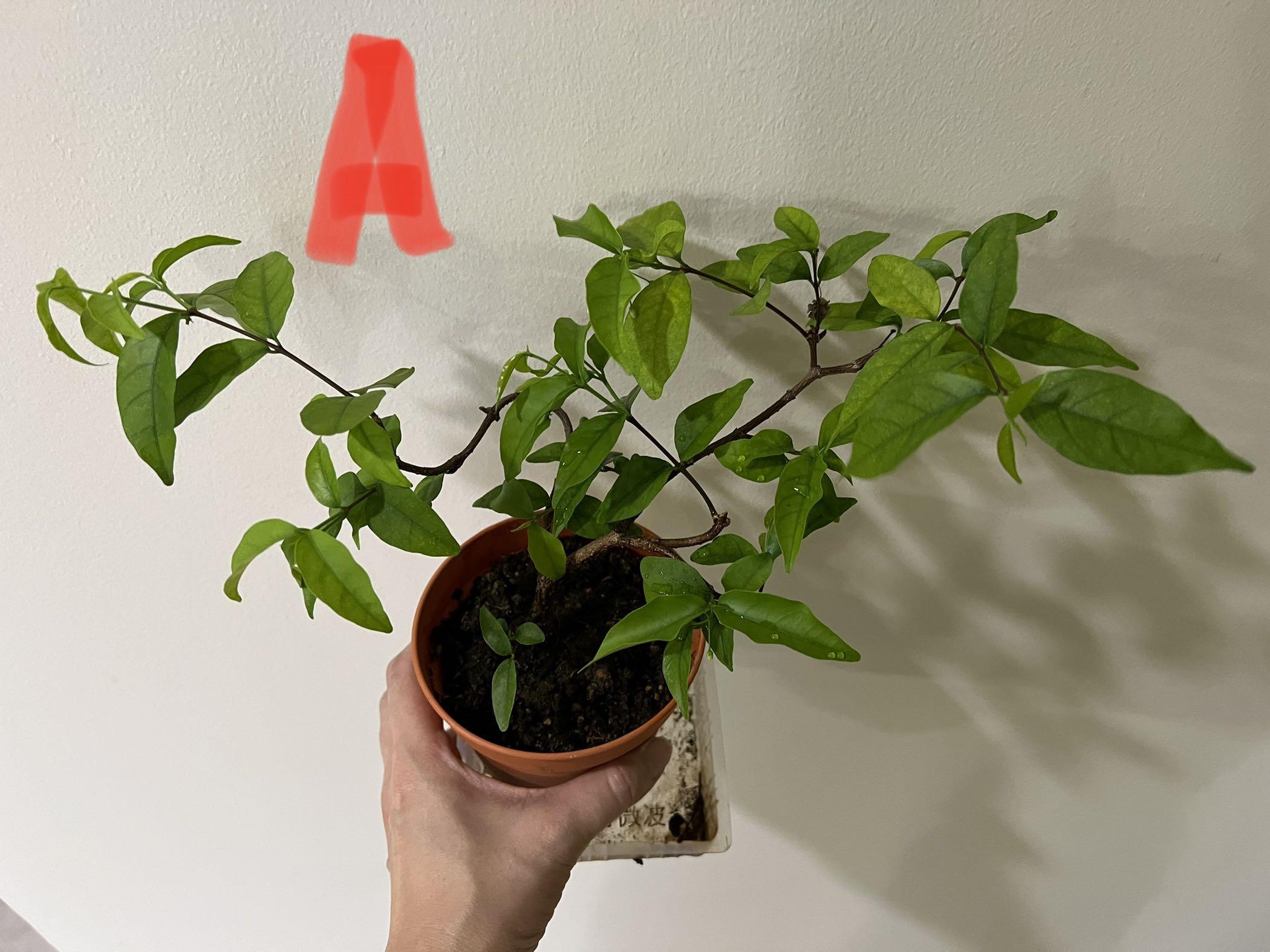 (Double petal) Shui Mei: Wrightia religiosa, Furniture & Home Living ...