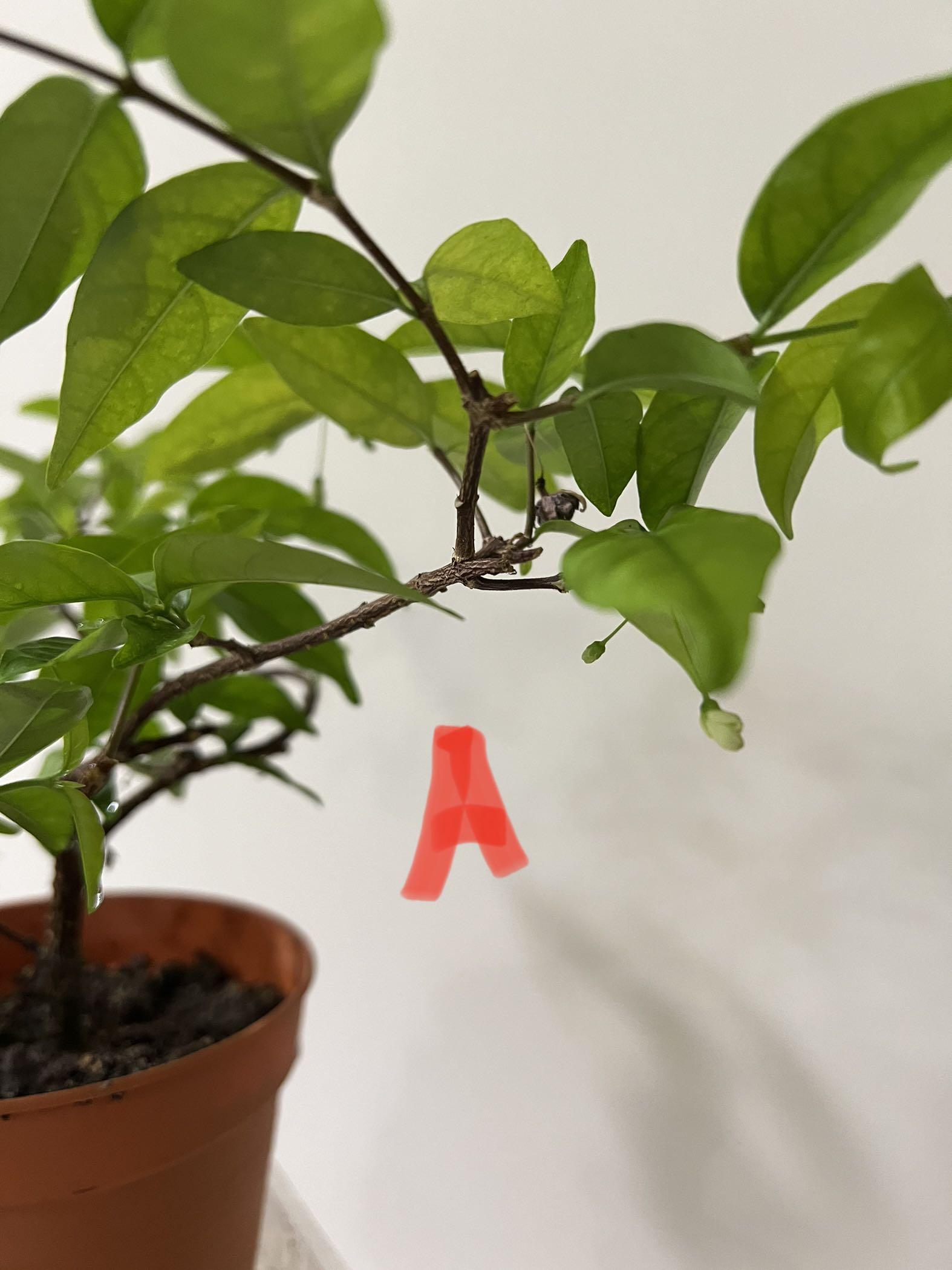 (Double petal) Shui Mei: Wrightia religiosa, Furniture & Home Living ...