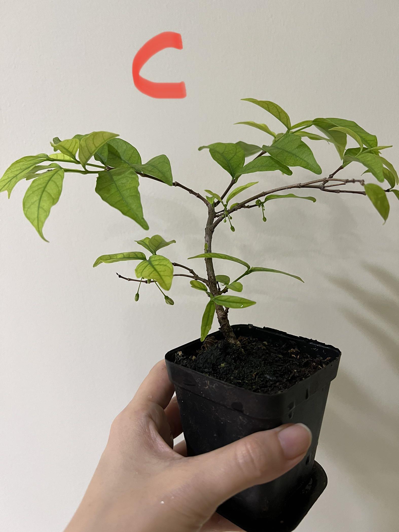 (Double petal) Shui Mei: Wrightia religiosa, Furniture & Home Living ...