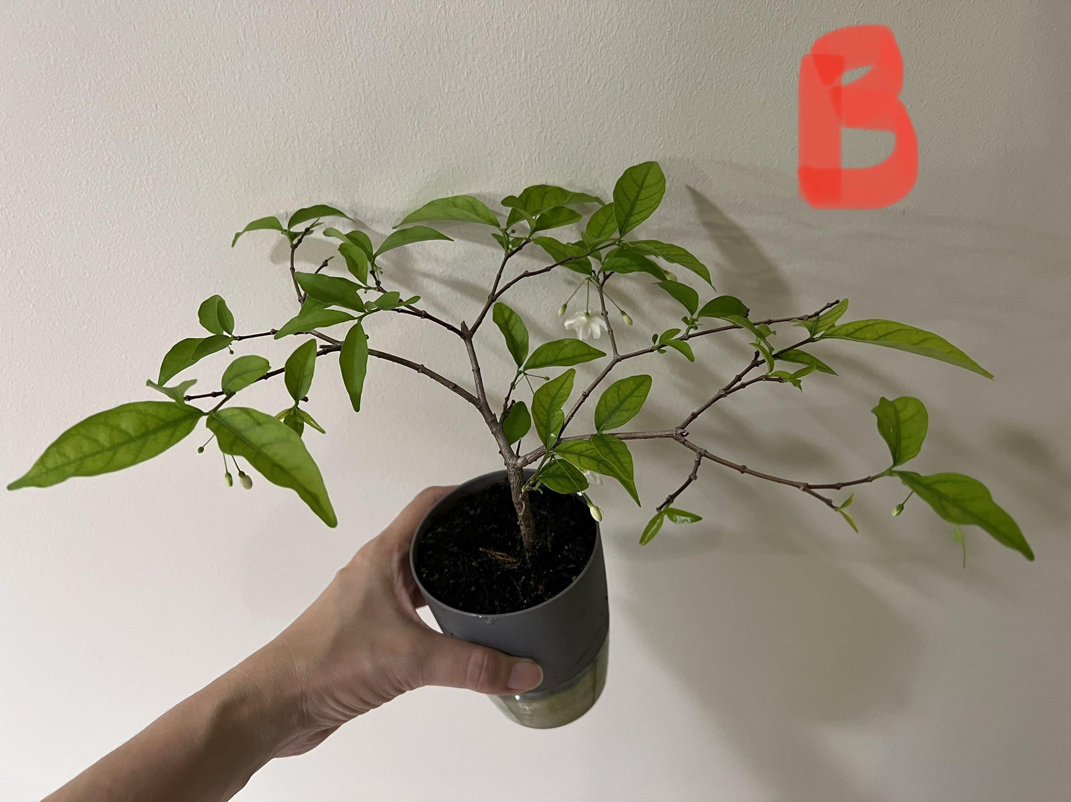 (Double petal) Shui Mei: Wrightia religiosa, Furniture & Home Living ...