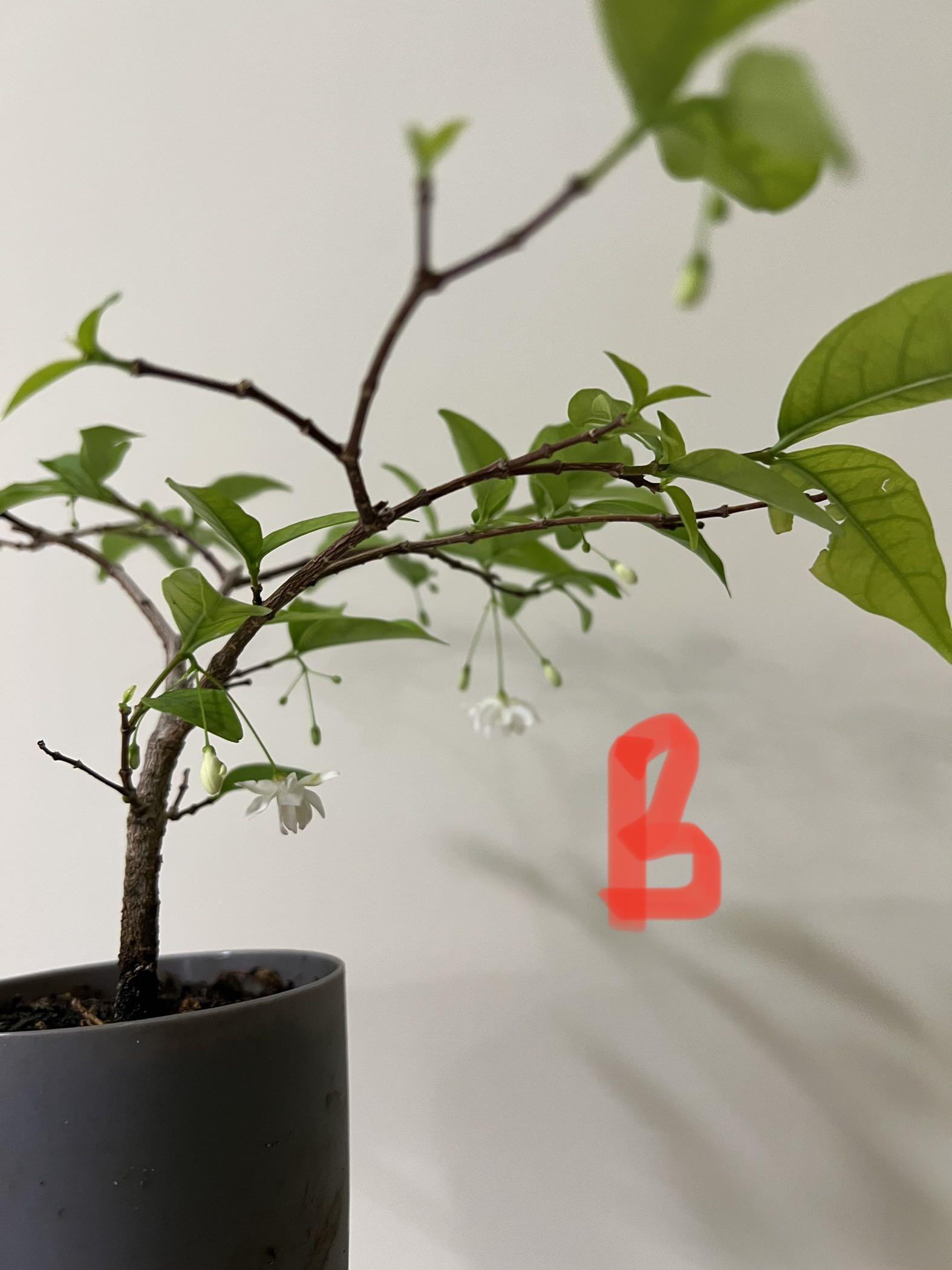 (Double petal) Shui Mei: Wrightia religiosa, Furniture & Home Living ...