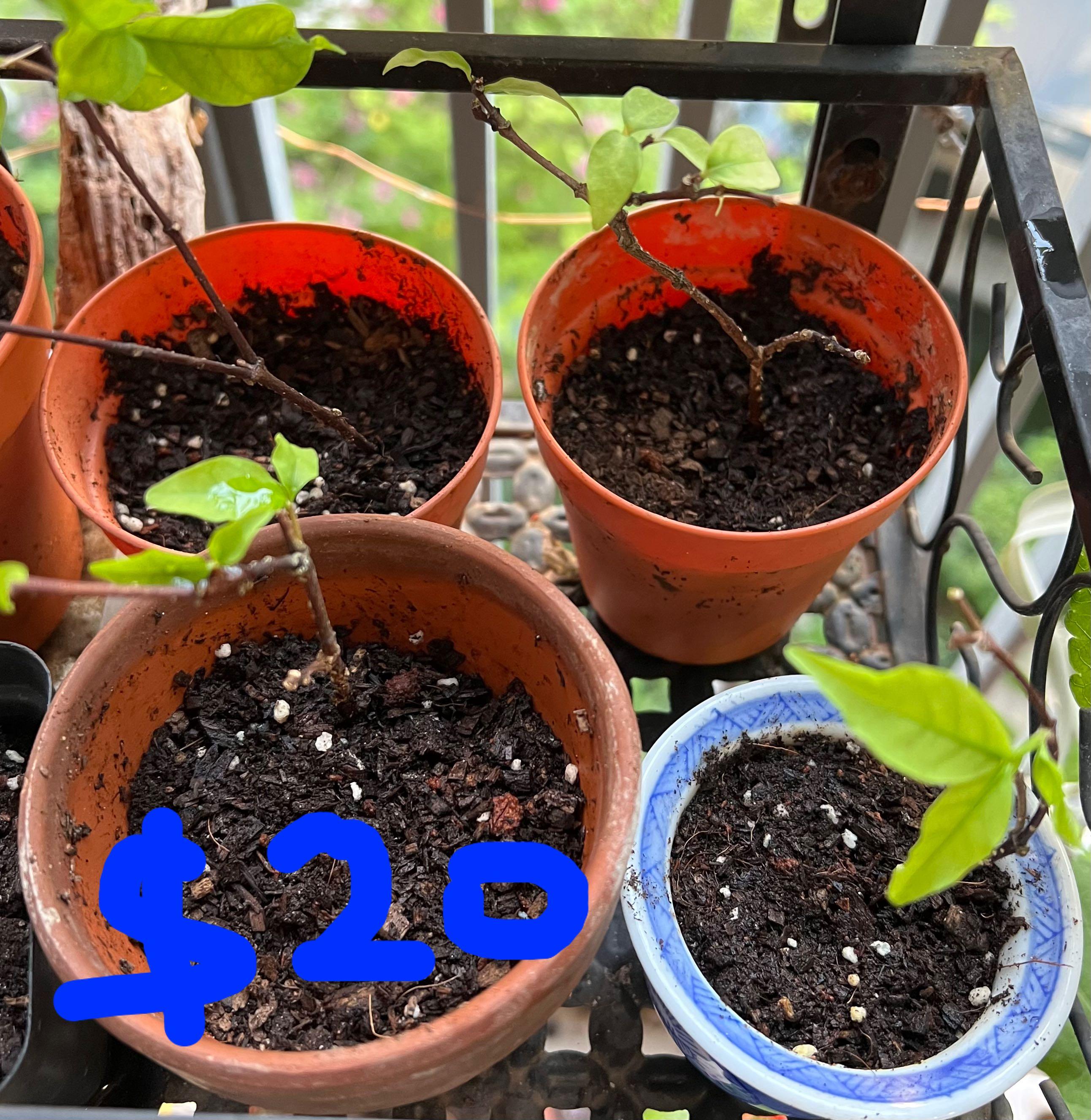 (Double petal) Shui Mei: Wrightia religiosa, Furniture & Home Living ...