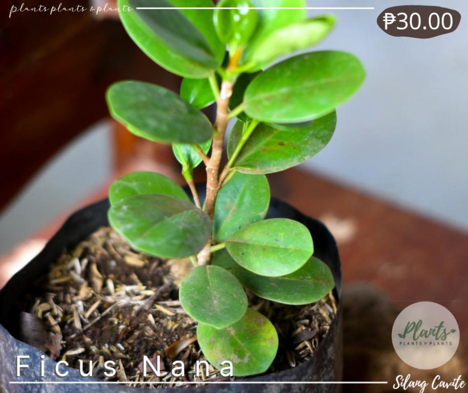 Ficus Nana, Furniture & Home Living, Gardening, Plants & Seeds on Carousell