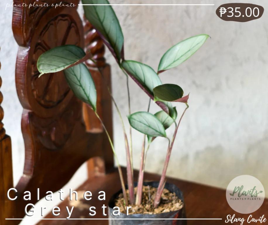 Ficus Nana, Furniture & Home Living, Gardening, Plants & Seeds on Carousell