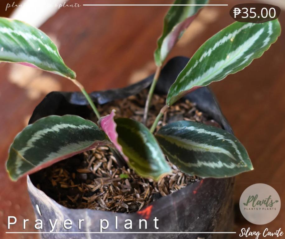 Ficus Nana, Furniture & Home Living, Gardening, Plants & Seeds on Carousell