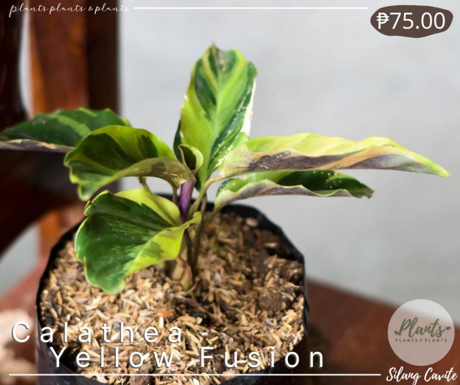Ficus Nana, Furniture & Home Living, Gardening, Plants & Seeds on Carousell