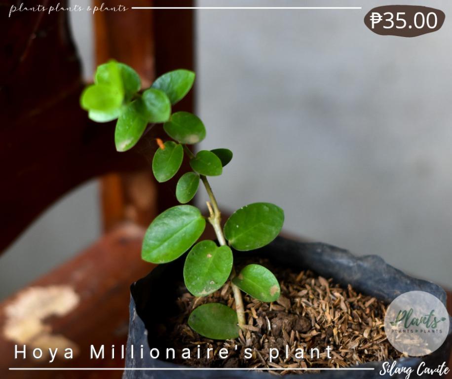 Marian Plant, Furniture & Home Living, Gardening, Plants & Seeds on ...