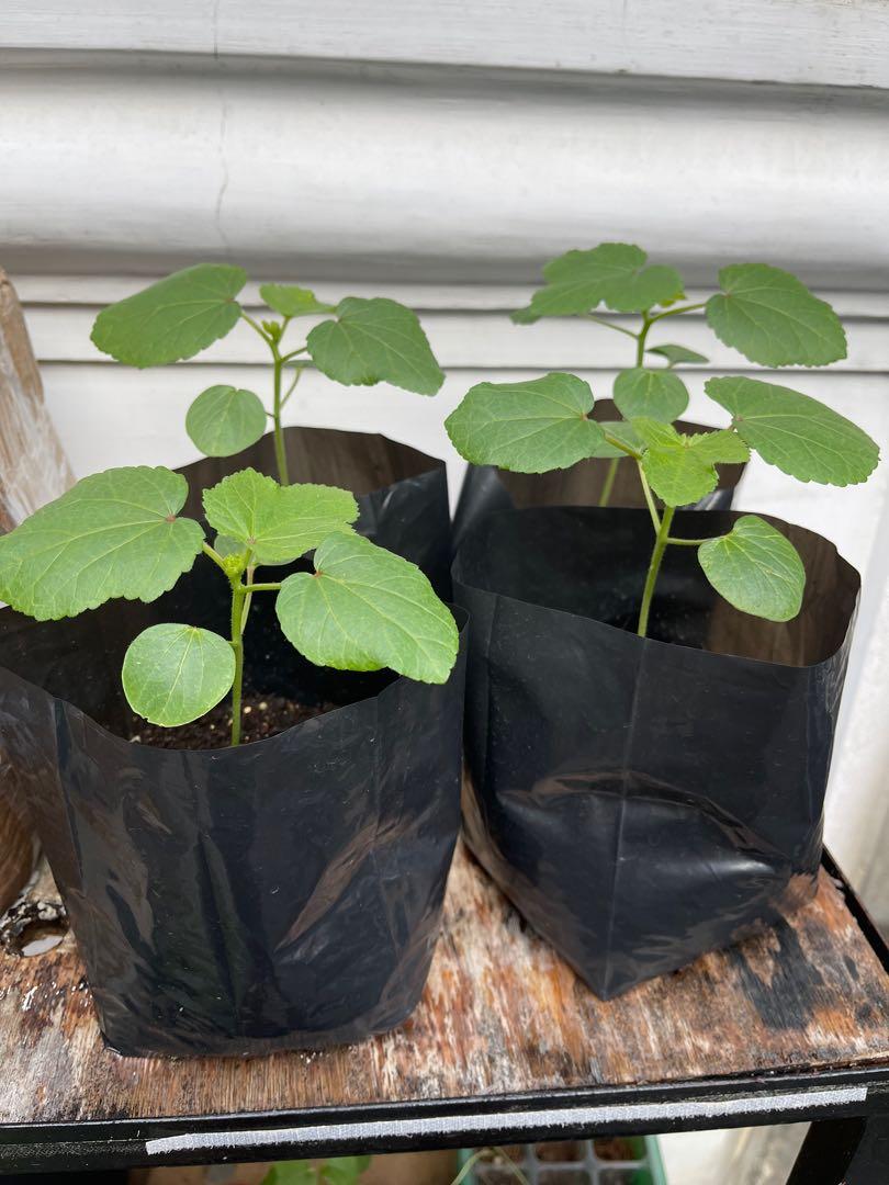 Okra Seedlings, Furniture & Home Living, Gardening, Plants & Seeds on ...