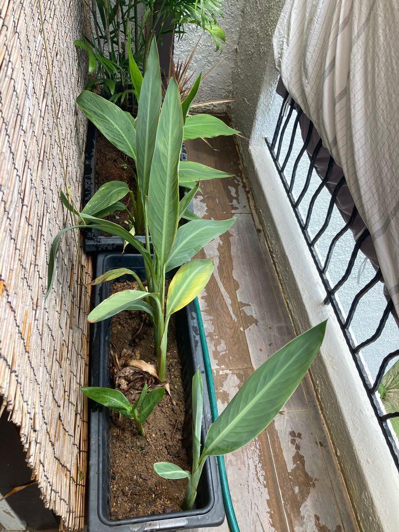 Orange colour Cana lily saplings plant tree for sale, Furniture & Home ...