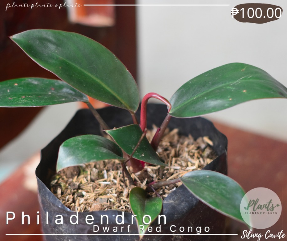 Philadendron Dwarf Red Congo, Furniture & Home Living, Gardening ...