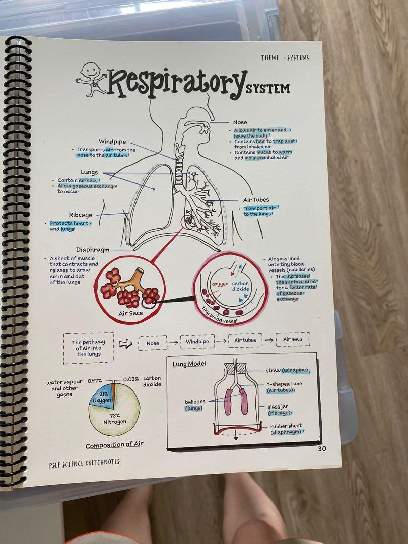 PSLE Science sketch notes, Hobbies & Toys, Books & Magazines ...