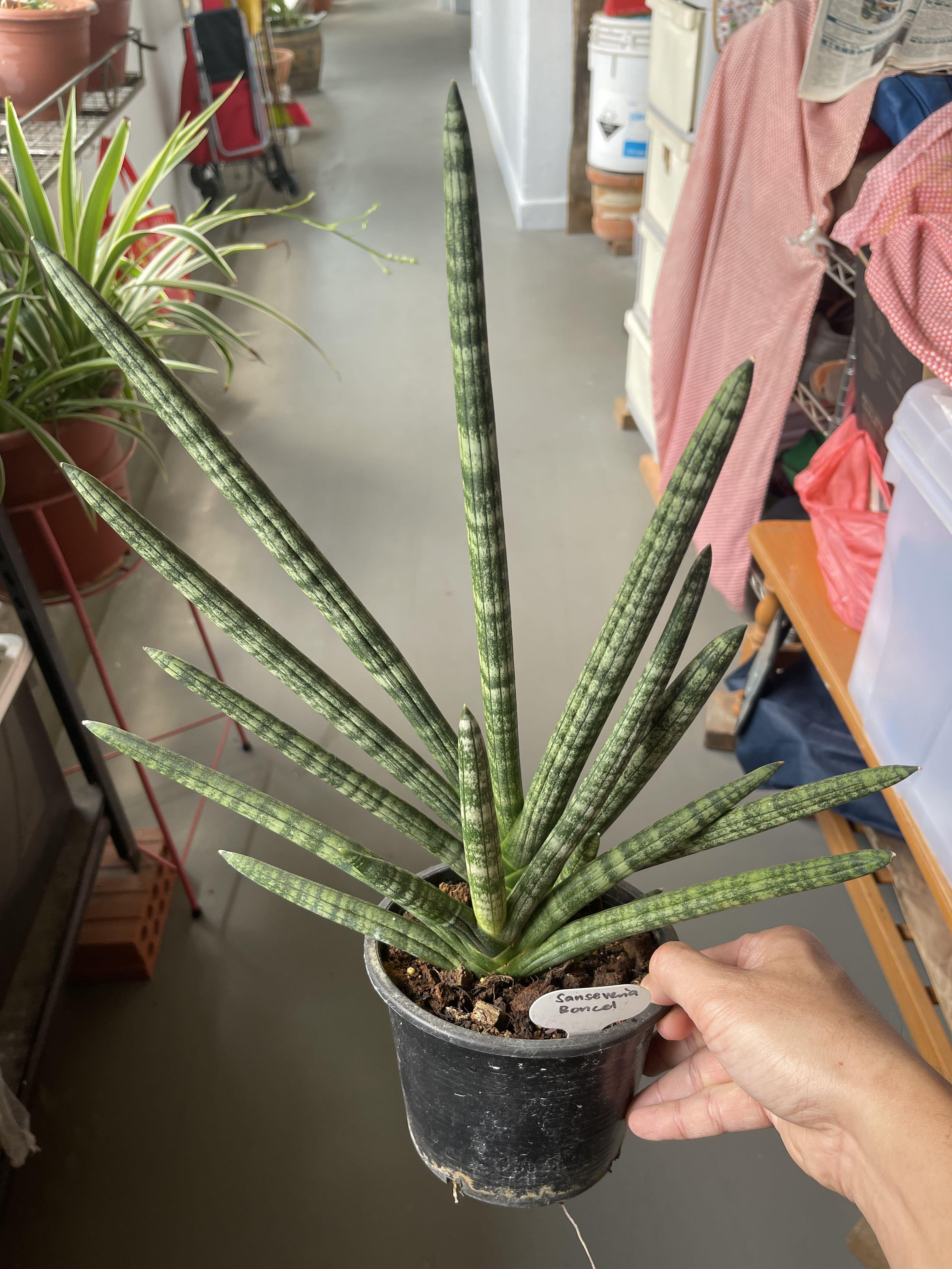 Sansevieria Boncel, Furniture & Home Living, Gardening, Plants & Seeds ...