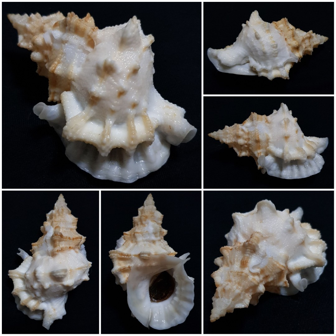 Seashell Oyama's frog shell, Hobbies & Toys, Memorabilia & Collectibles ...