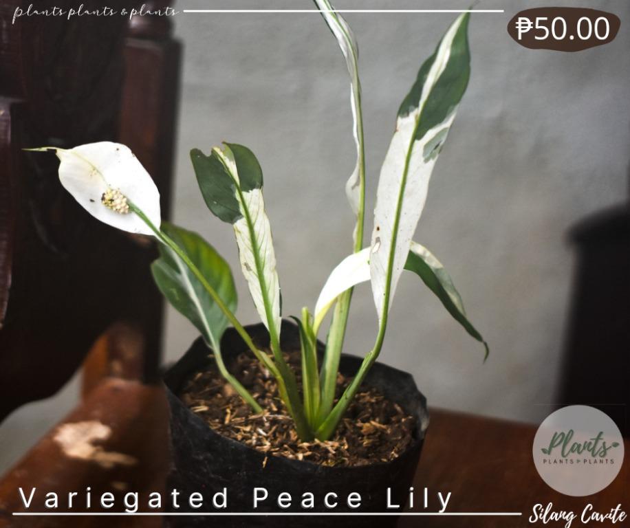 Variegated Peace Lily, Furniture & Home Living, Gardening, Plants ...