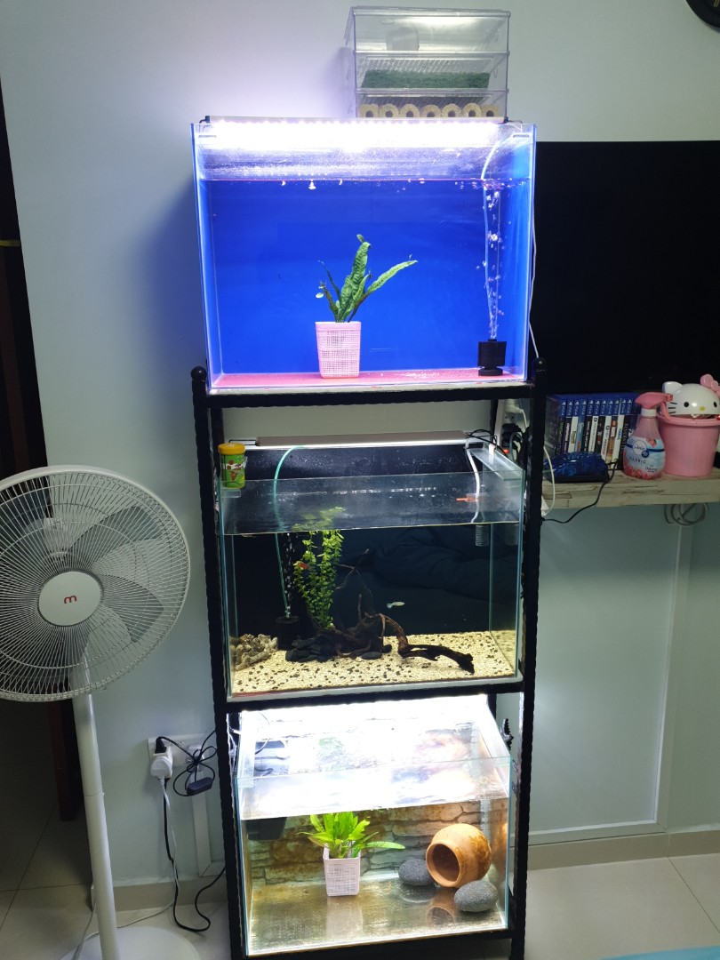 3 tier fish tank set, Pet Supplies, Homes & Other Pet Accessories on ...