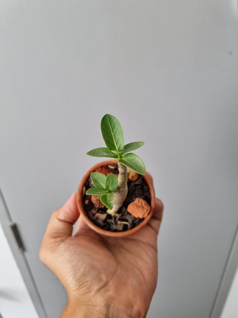 Adenium Brazilian Arabicum plant/tree/bonsai, Furniture & Home Living ...