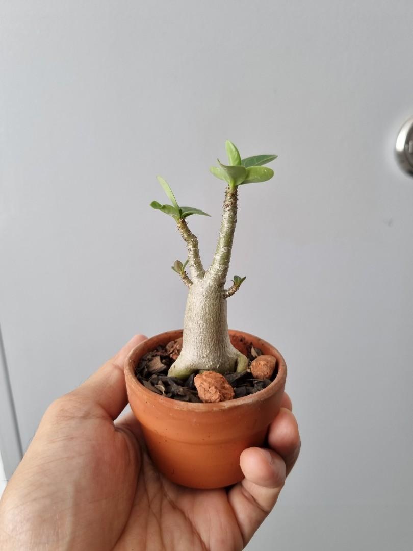 Adenium Brazilian Arabicum plant/tree/bonsai, Furniture & Home Living ...