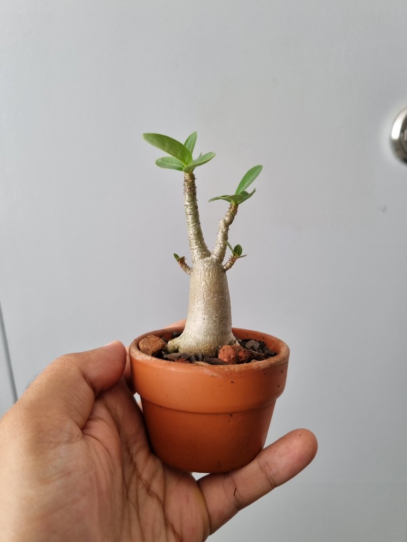 Adenium Brazilian Arabicum plant/tree/bonsai, Furniture & Home Living ...