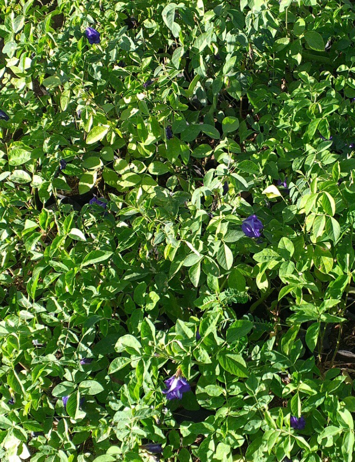 Blue Ternate, Furniture & Home Living, Gardening, Plants & Seeds on ...