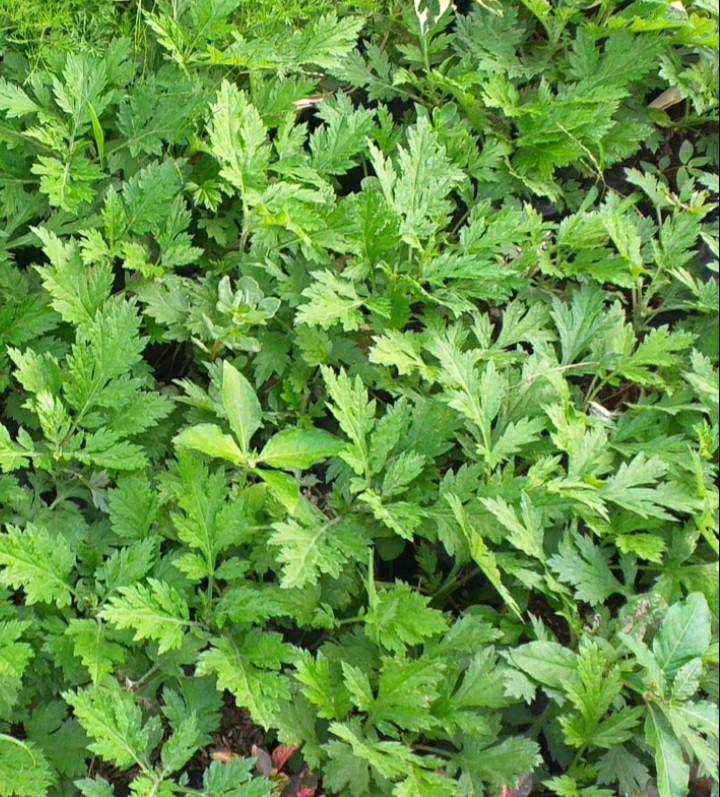 Damong Maria, Furniture & Home Living, Gardening, Plants & Seeds on ...