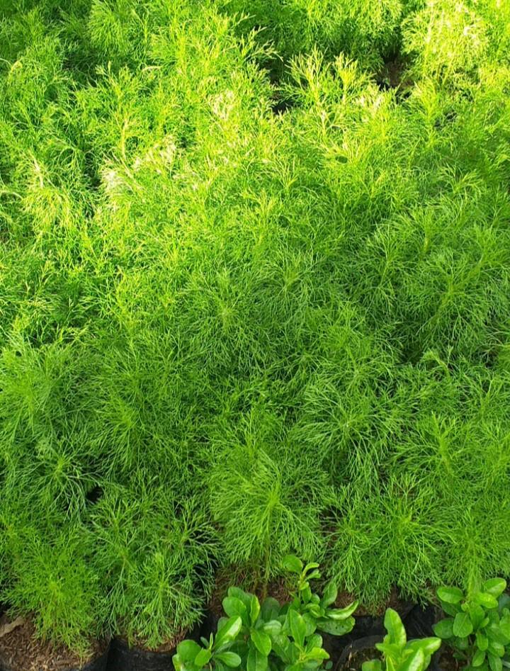 Dog Fennel, Furniture & Home Living, Gardening, Plants & Seeds on Carousell