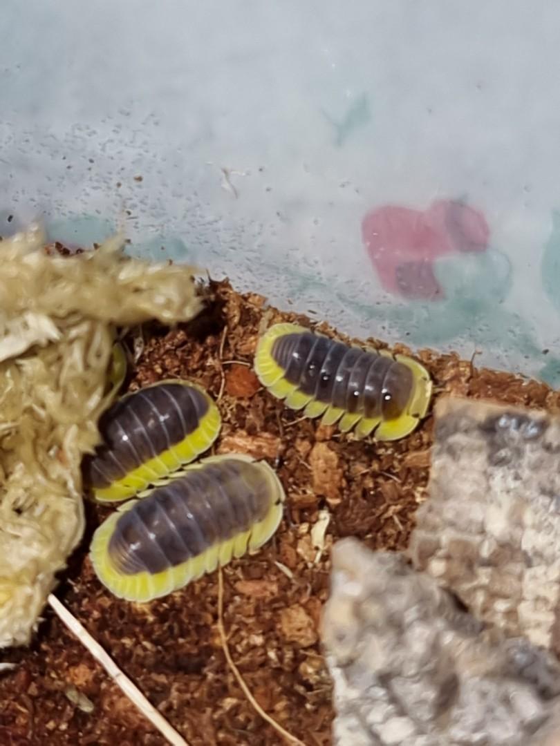 FROZEN LEMON BLUE FEEDER ISOPOD, Pet Supplies, Pet Food on Carousell