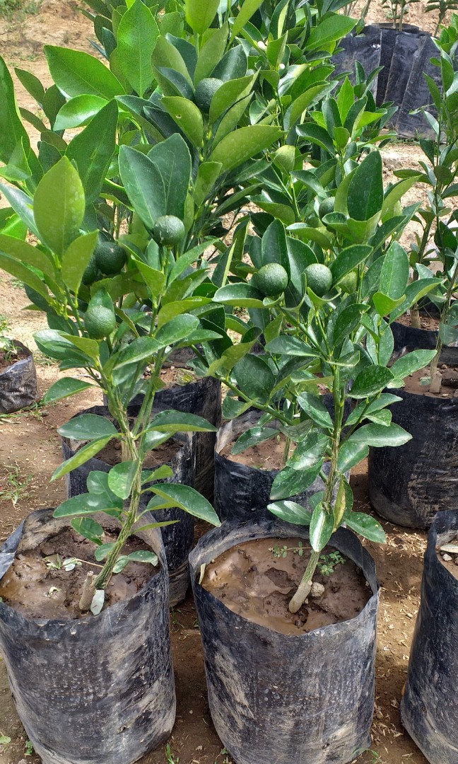 Kalamansi Marcotted, Furniture & Home Living, Gardening, Plants & Seeds ...