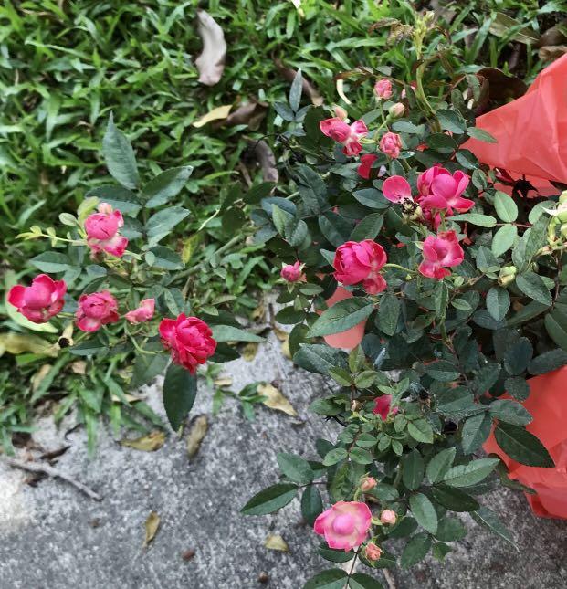 Koster Rose Plant, Furniture & Home Living, Gardening, Plants & Seeds ...