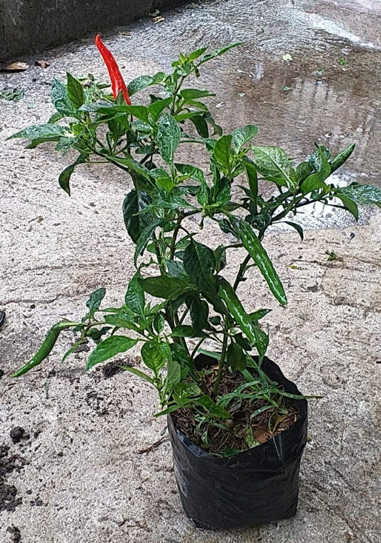 Sili Labuyo, Furniture & Home Living, Gardening, Plants & Seeds on ...