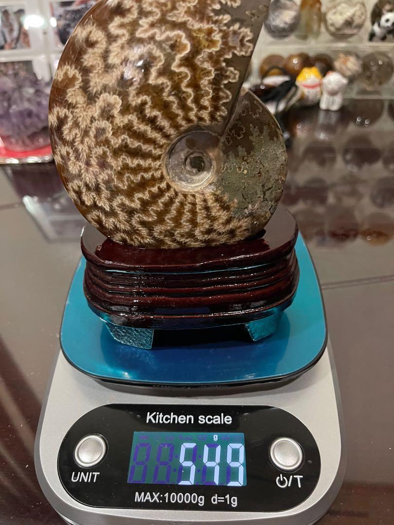 Ammonite the fossil- now extinct, the ammonite mollusk was a shelled ...