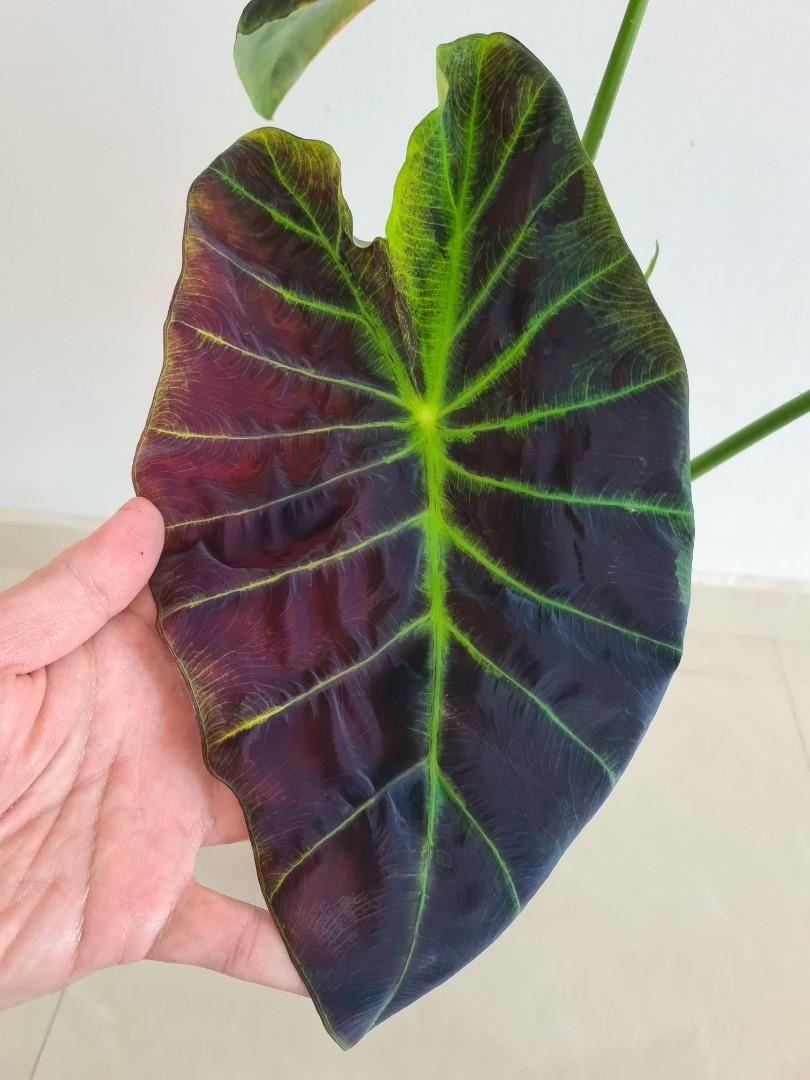 Colocasia Illustris Esculenta, Furniture & Home Living, Gardening ...