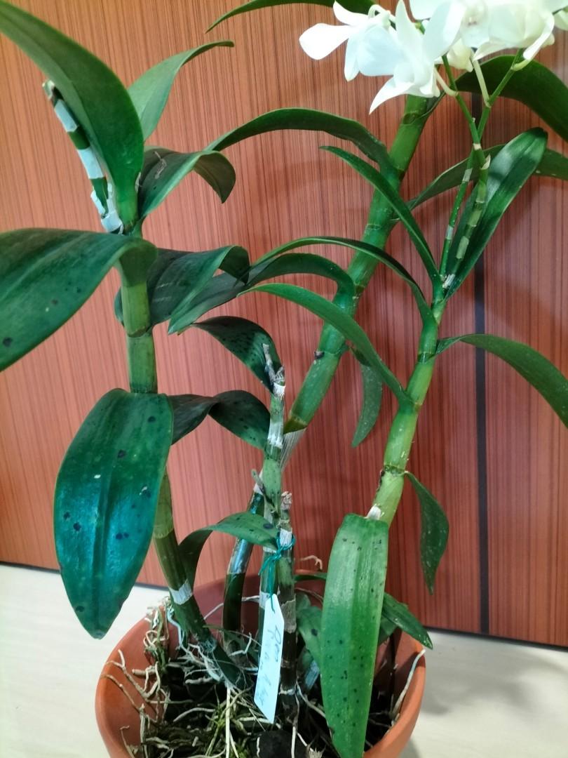 Dendrobium snow white, Hobbies & Toys, Stationery & Craft, Flowers ...