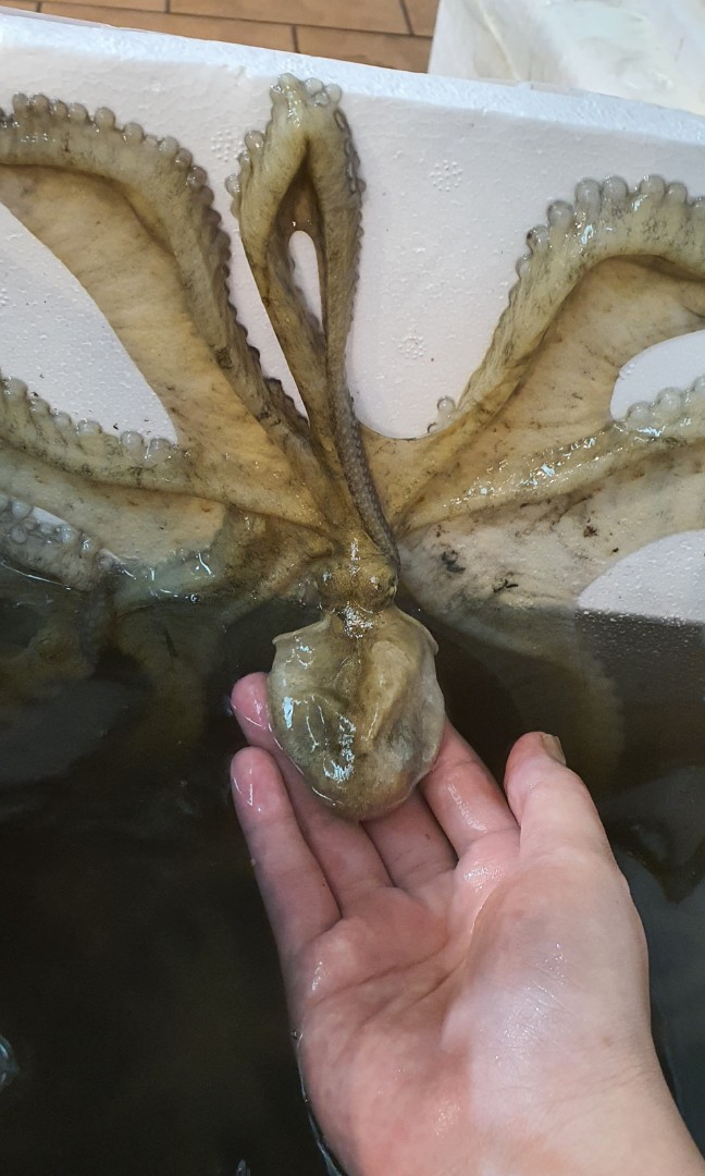 Octopus baits (FROZEN ONLY), Sports Equipment, Fishing on Carousell