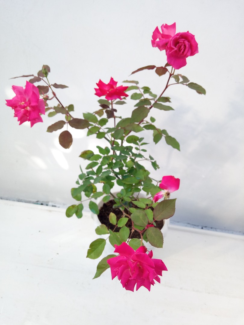 Pitimini rose, Furniture & Home Living, Gardening, Plants & Seeds on ...
